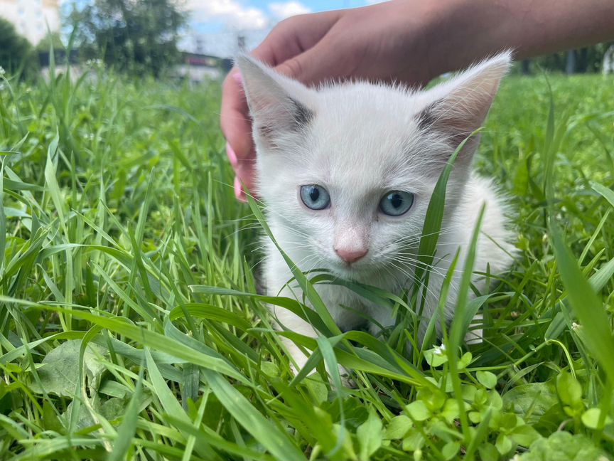 Кошка