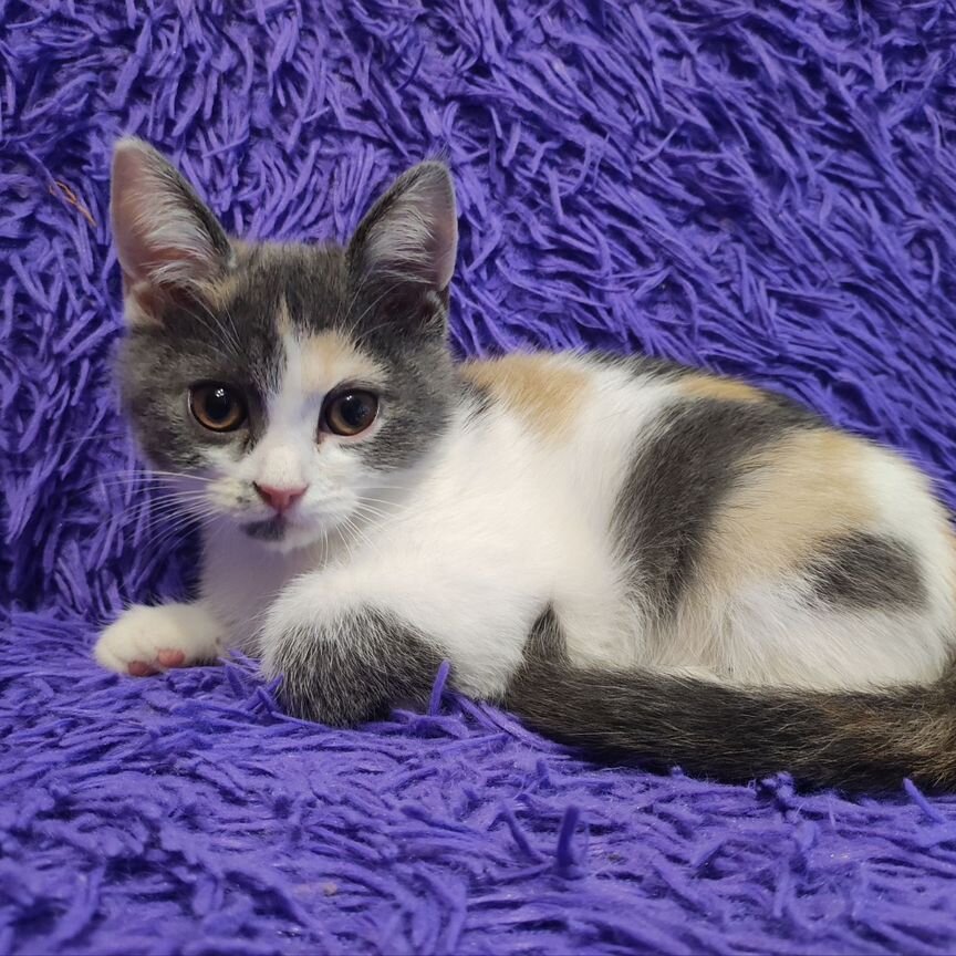 Котенок девочка трехцветная