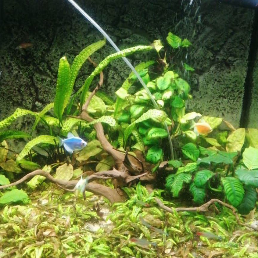 Аквариума вместе с фильтром, украшениями