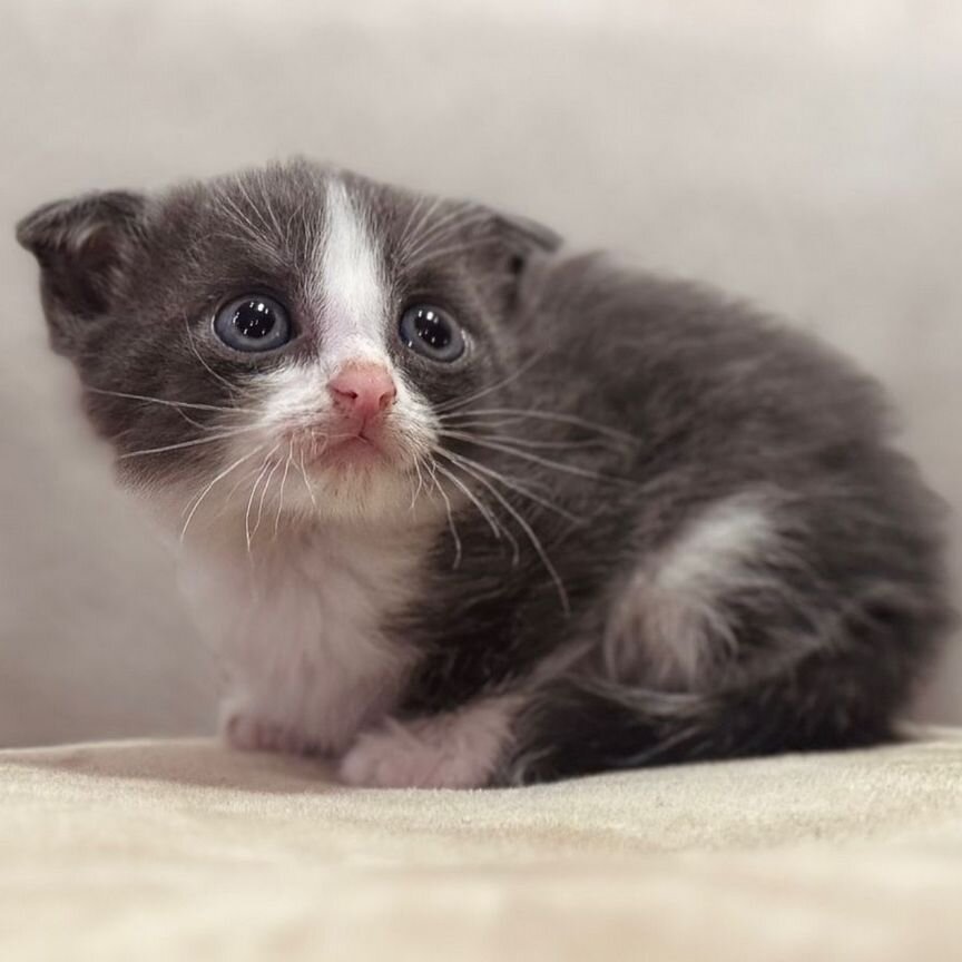 Шотландский вислоухий короткошёрстный котёнок