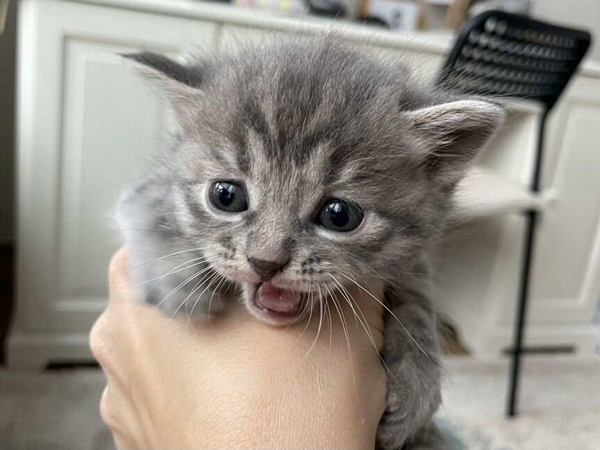 Котятки от британской кошки