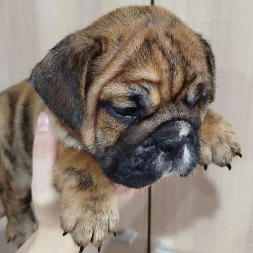 Английский бульдог, щенок