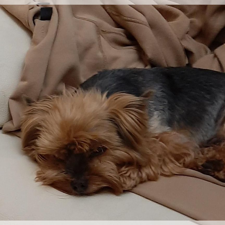 Йоркширский терьер бесплатно