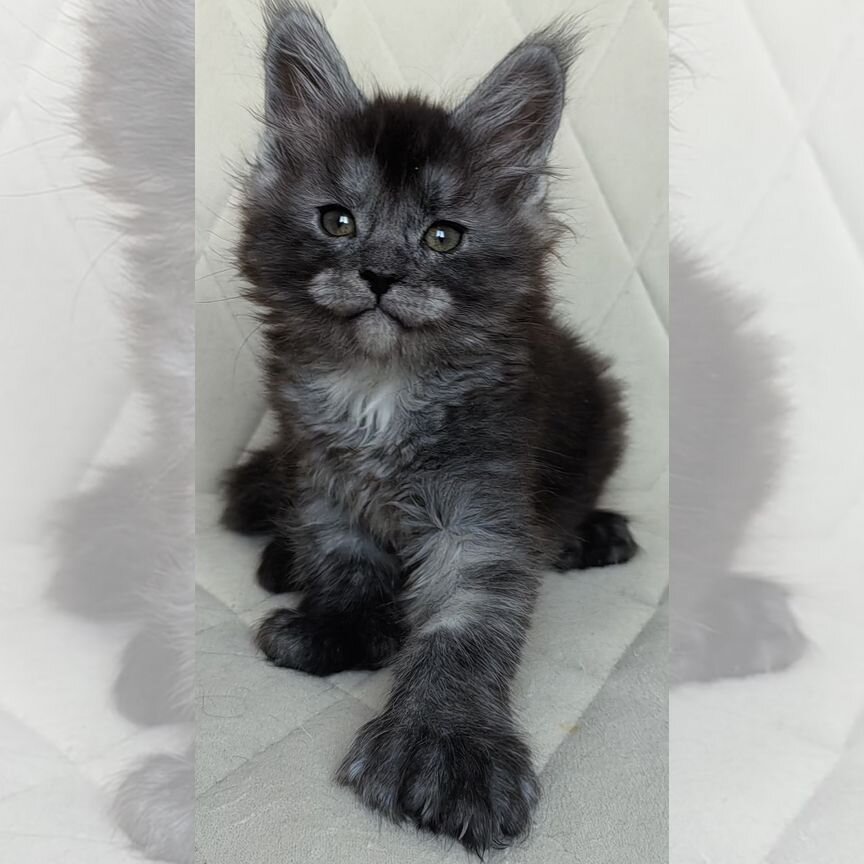 Мейн-кун котёнок