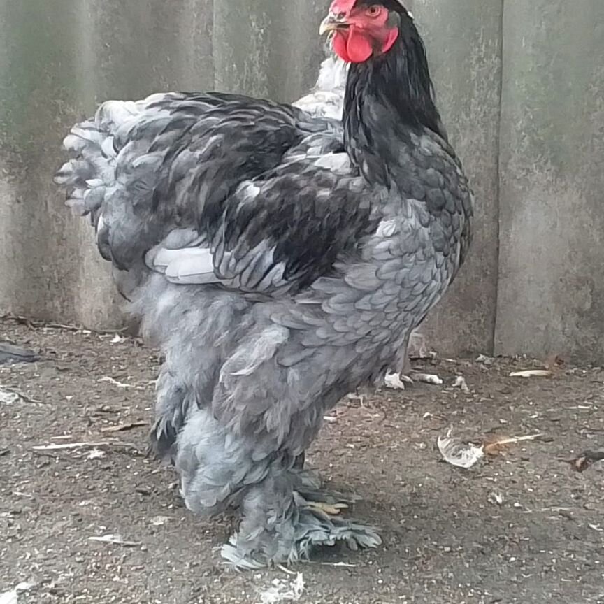 Кохинхин голубой