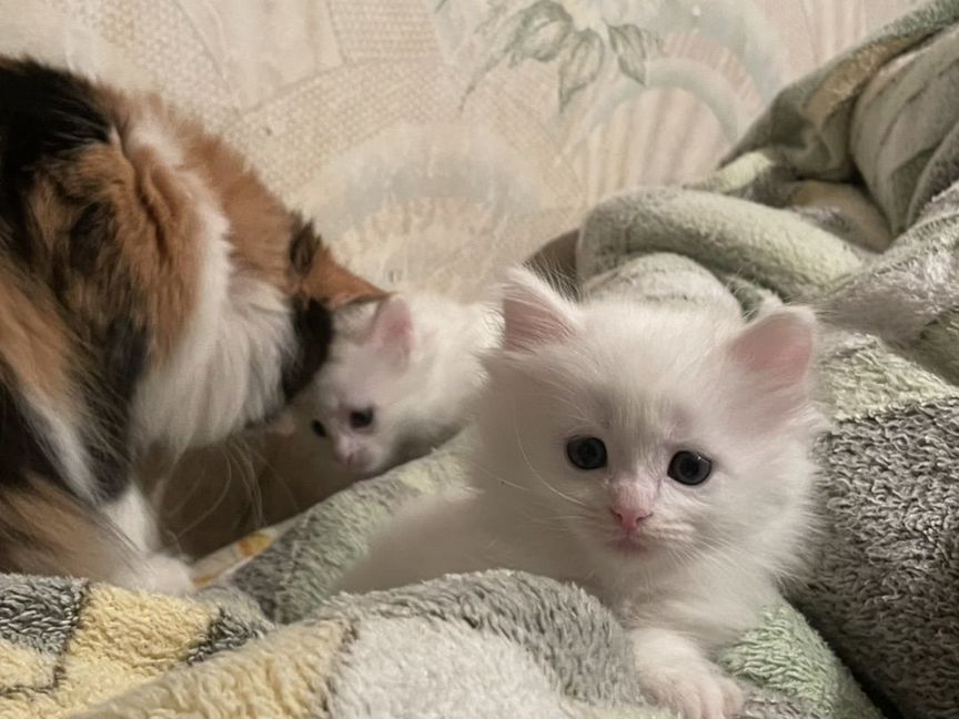 Котята в добрые руки