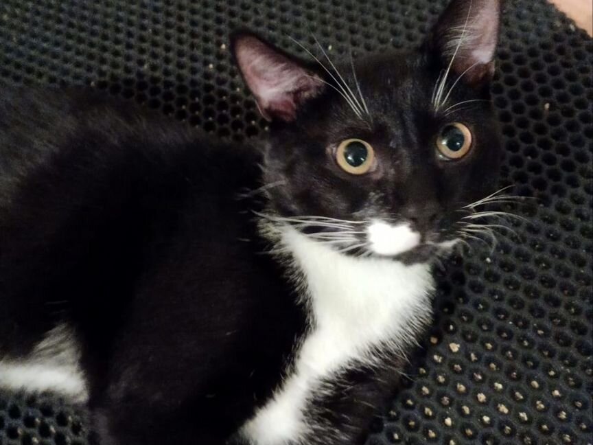 Кошки в добрые руки бесплатно