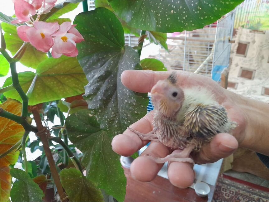 Попугаи птенцы кореллы, ручные