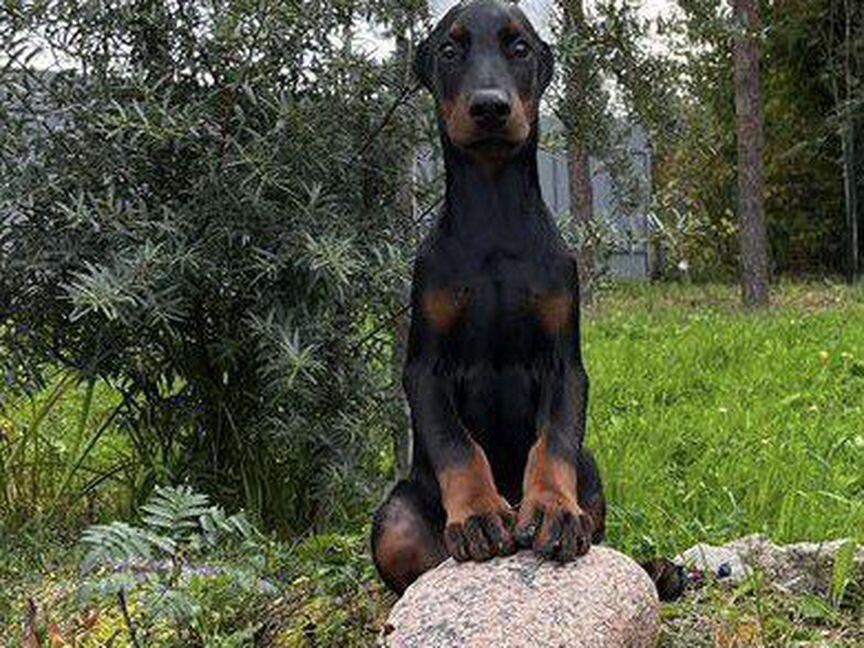 Добермана щенок, выездная вязка