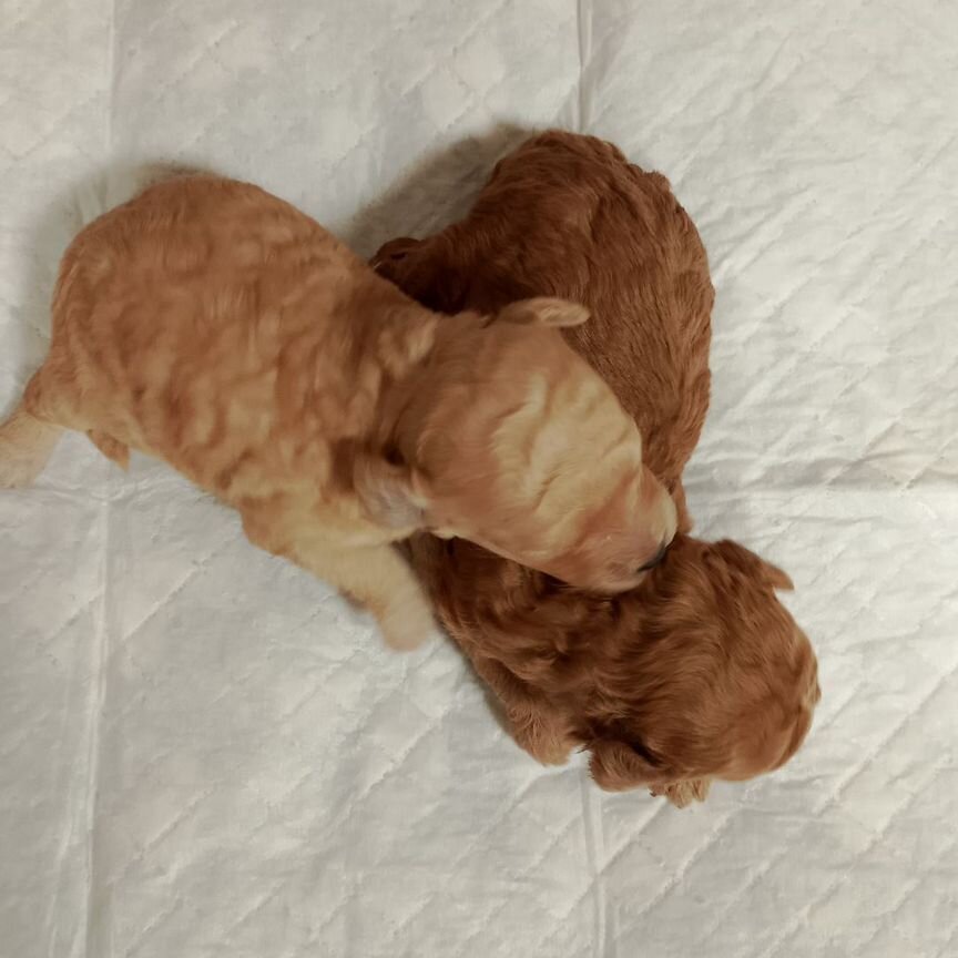 Малыши той- пуделя РКФ