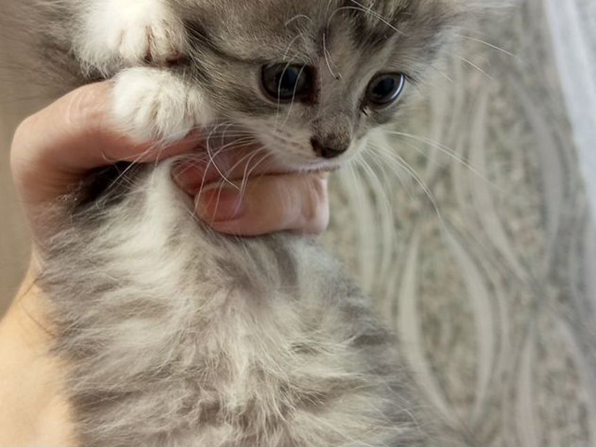 Полубританские котята