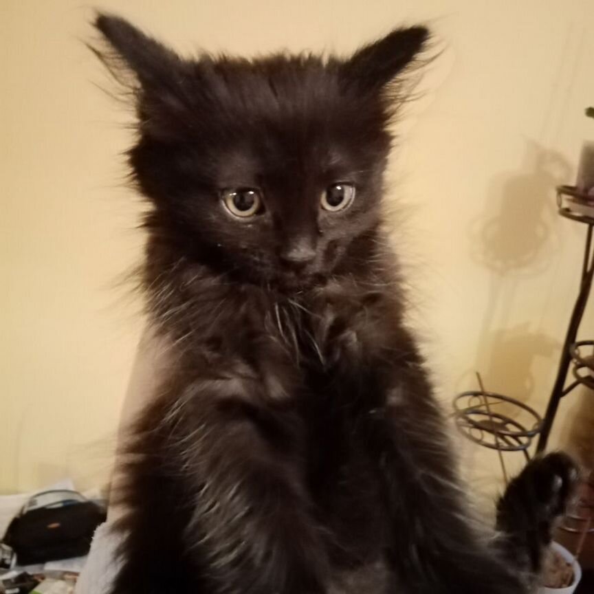 Котята