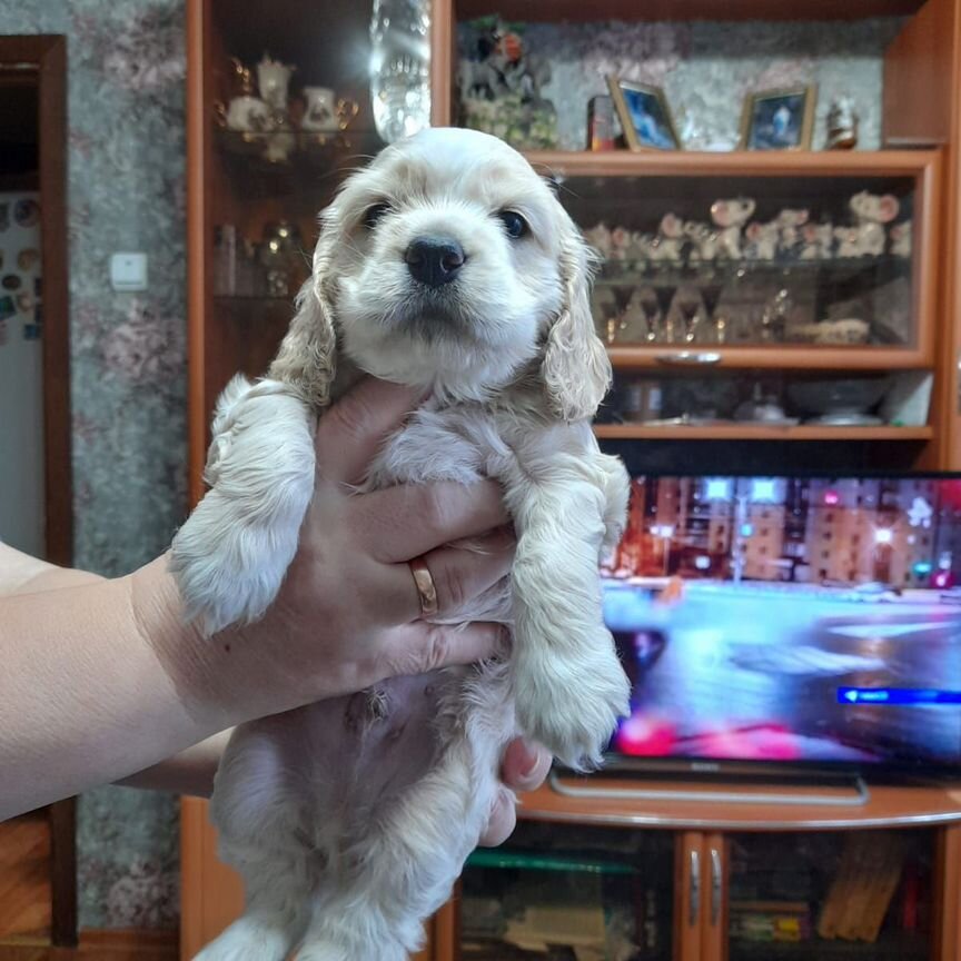Собаки Кокер спаниель