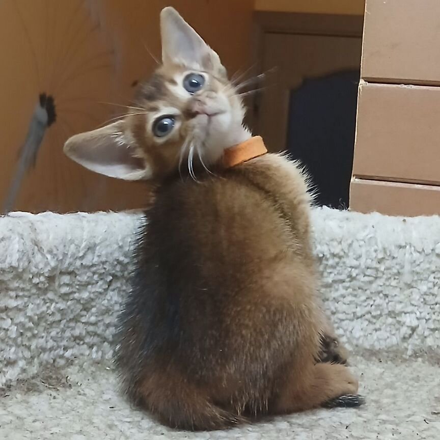 Абиссинский котёнок