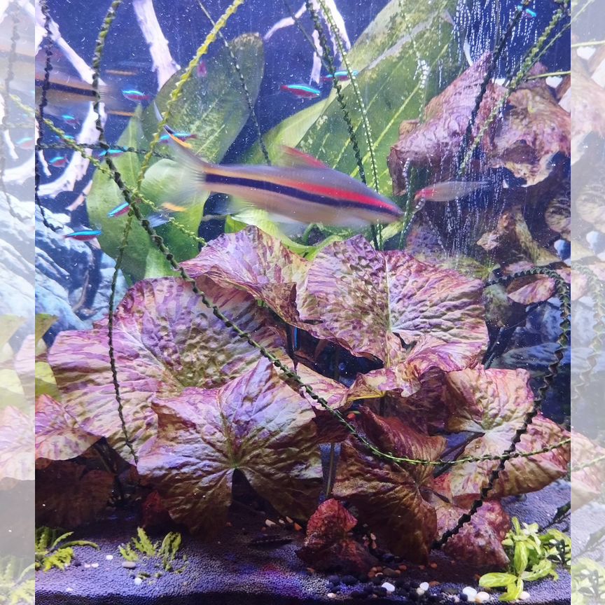 Аквариумные растения, нимфея красная