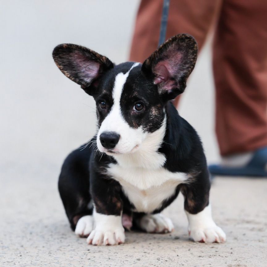 Вельш-корги кардиган щенок