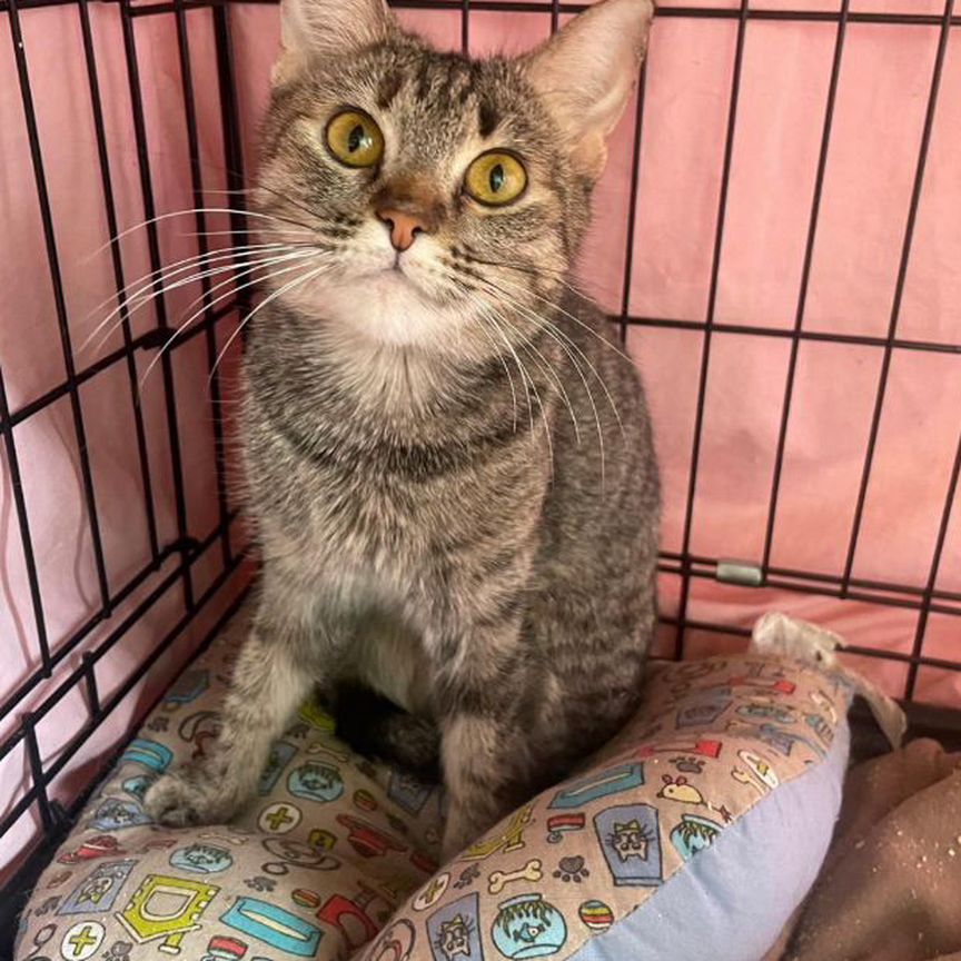 Кошечка 1год стерилизаванная