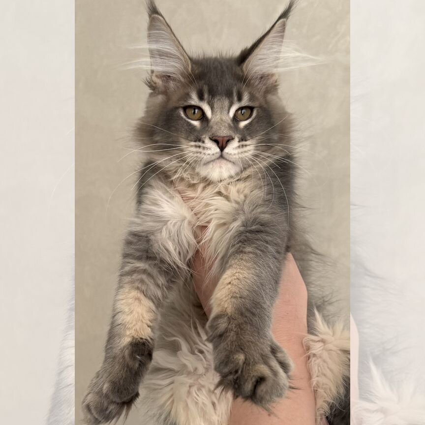 Мейн-кун котёнок