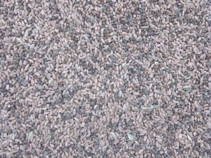 Вика + пшеница