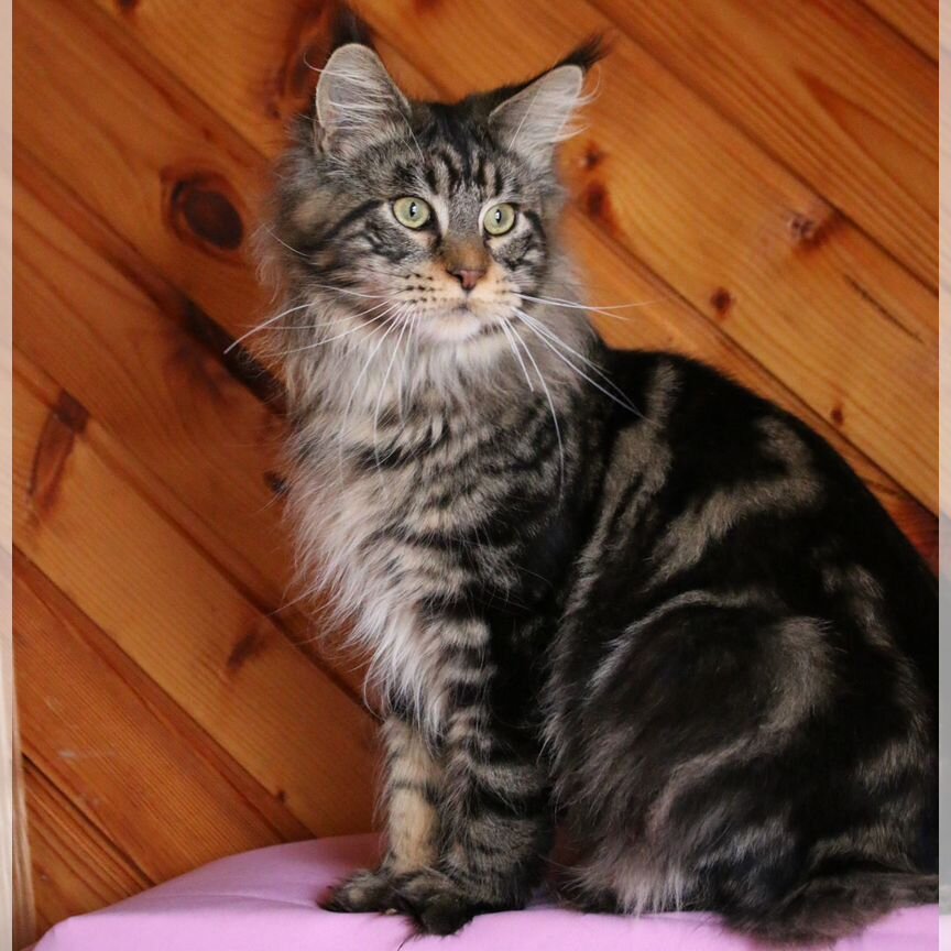 Мейн-кун котёнок