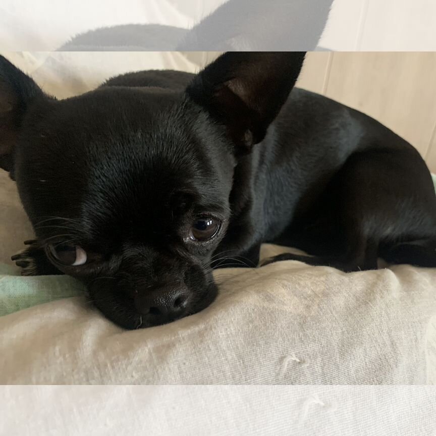 Чихуахуа кобель 2 года