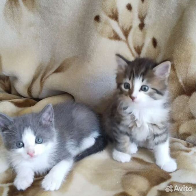 Коржик и Карамелька в добрые руки бесплатно