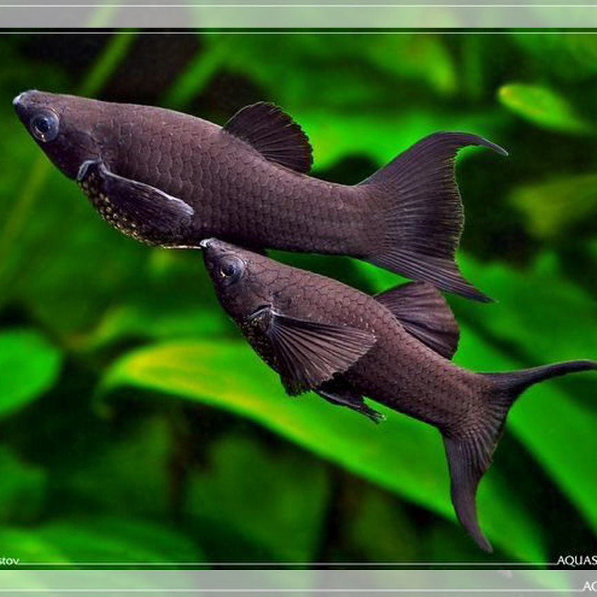 Мальки моллинезии