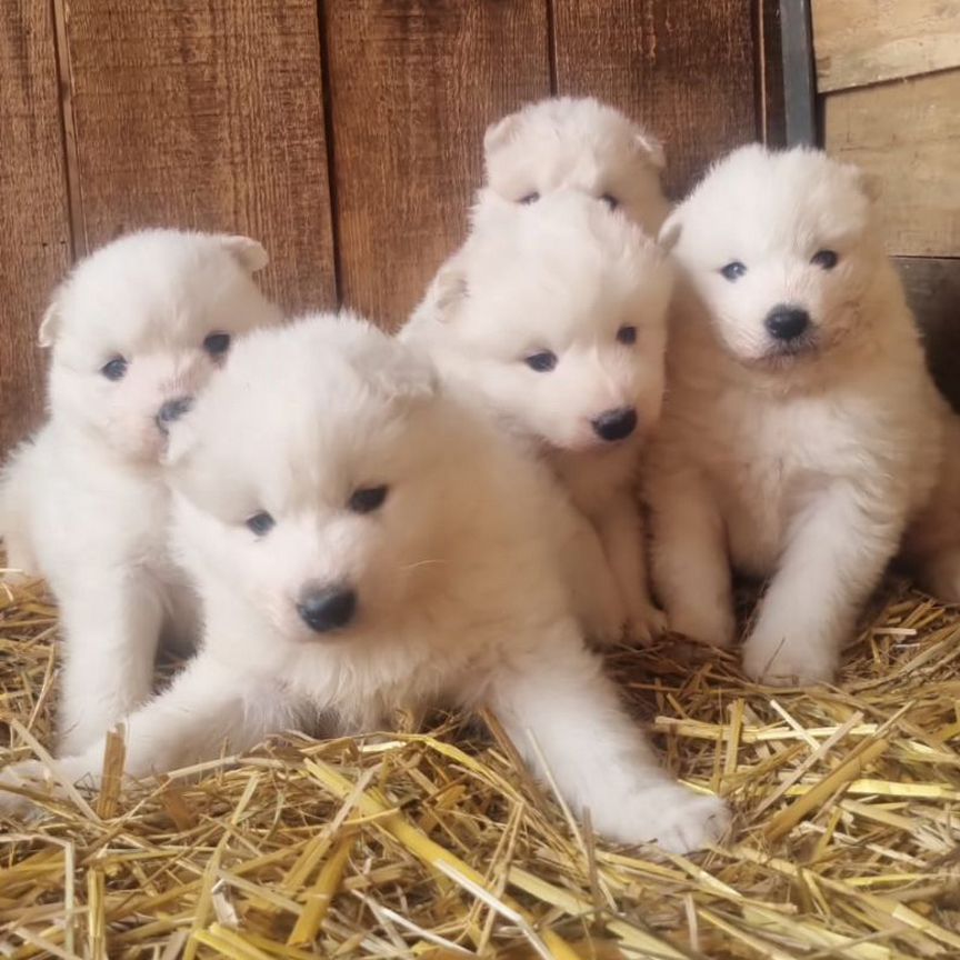 Самоедская собака, щенок