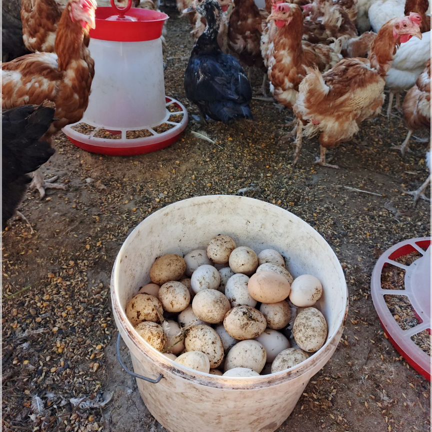 Куры несушки,продам