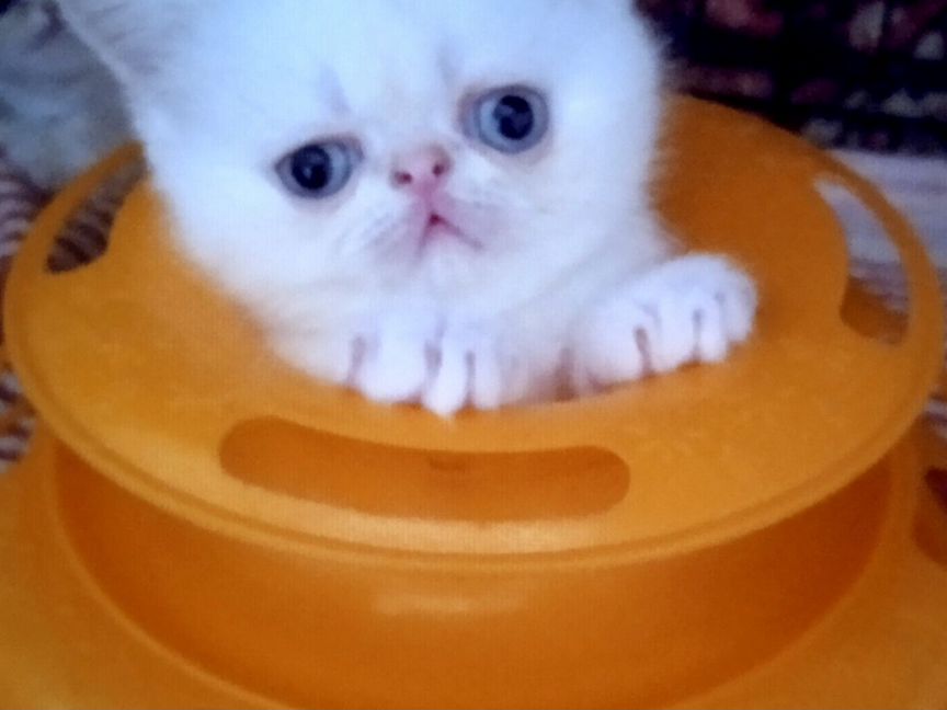 Котик красавчик
