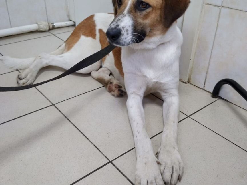 Сестренки в поиске дома