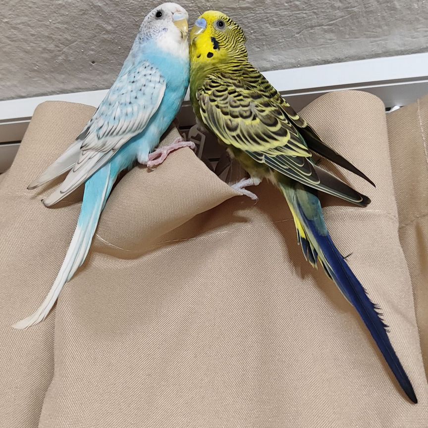 Волнистые попугаи