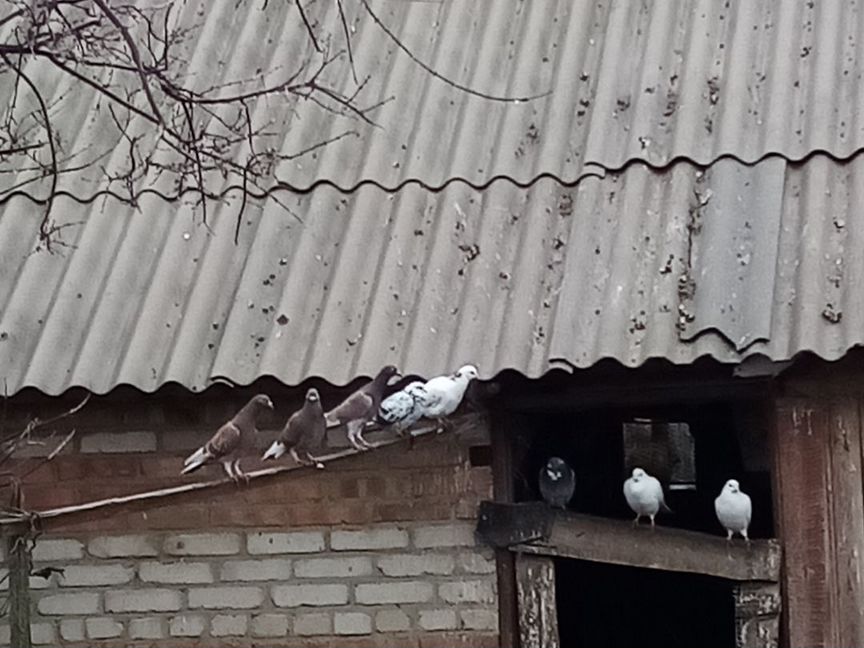 Голуби почтовые