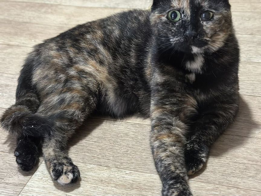 Кошка ищет дом