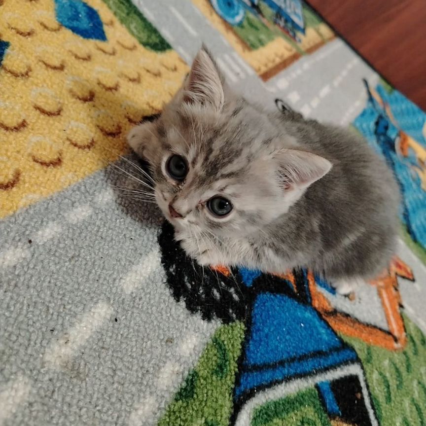 Котята британцы