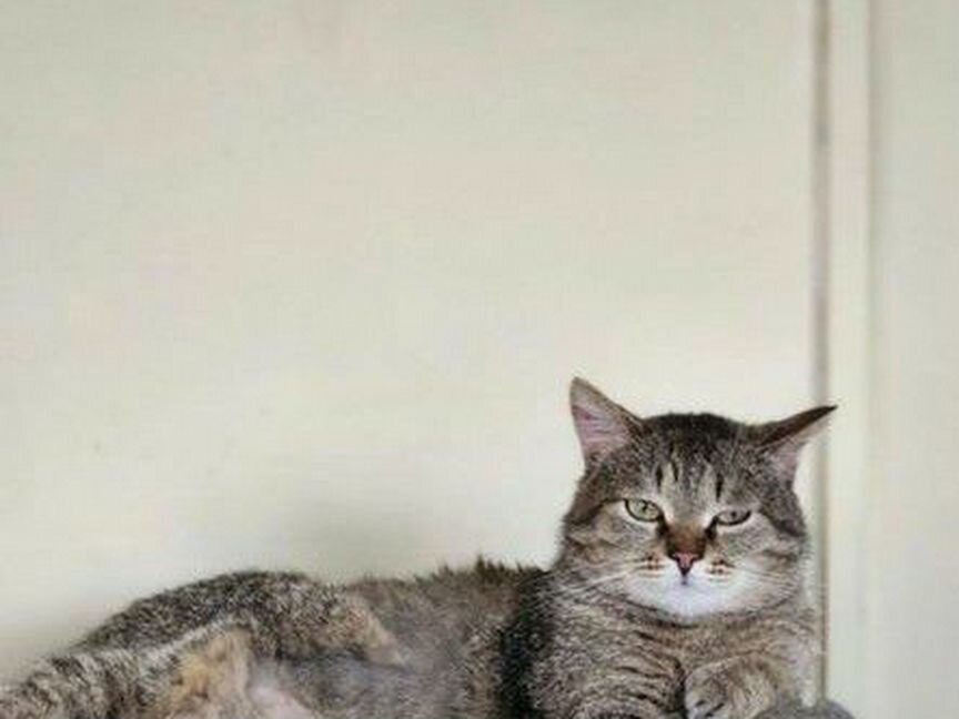 Котик