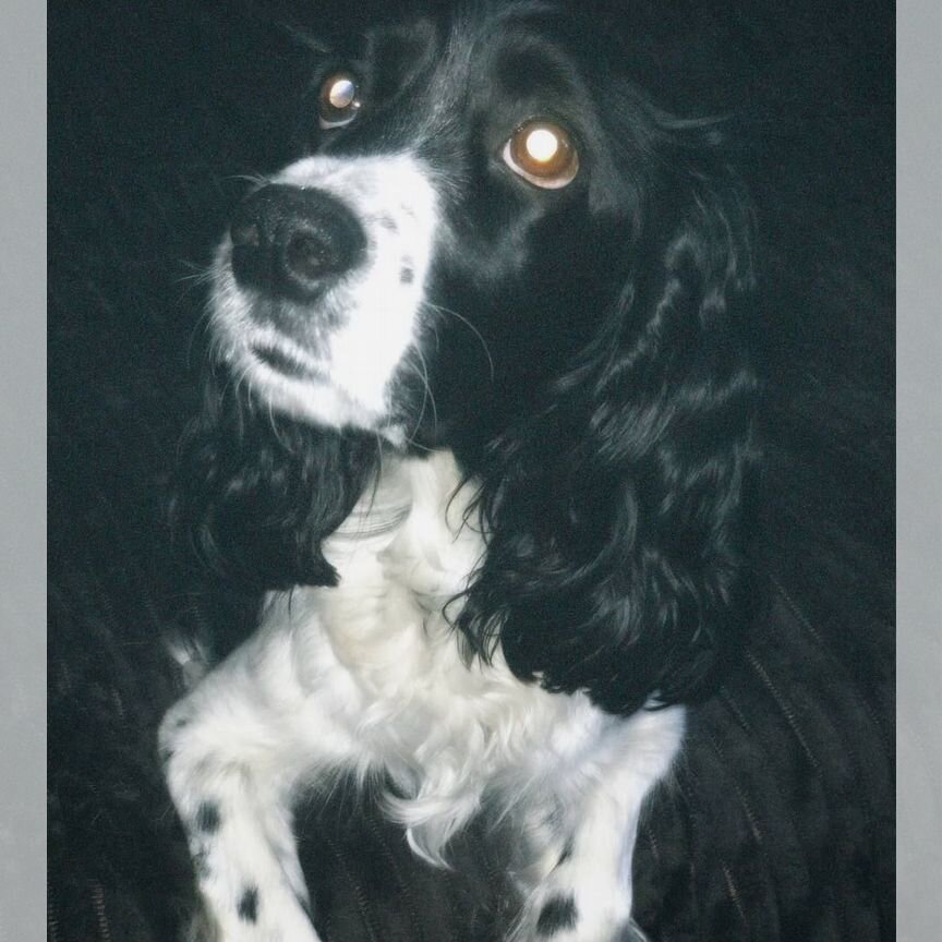 Русский охотничий спаниель, взрослая собака