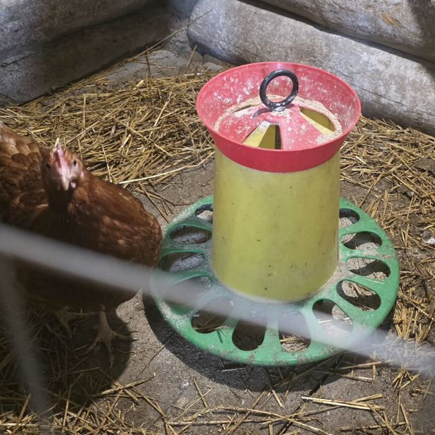 Молодые курочки несушки