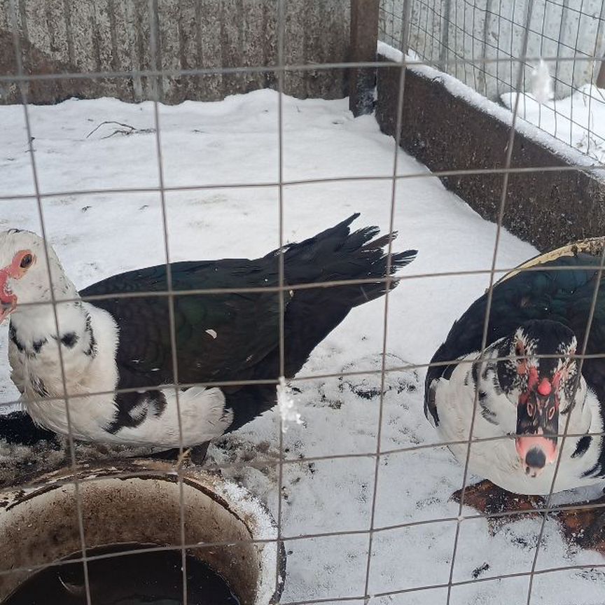 Обменяю мускусную утку на другую