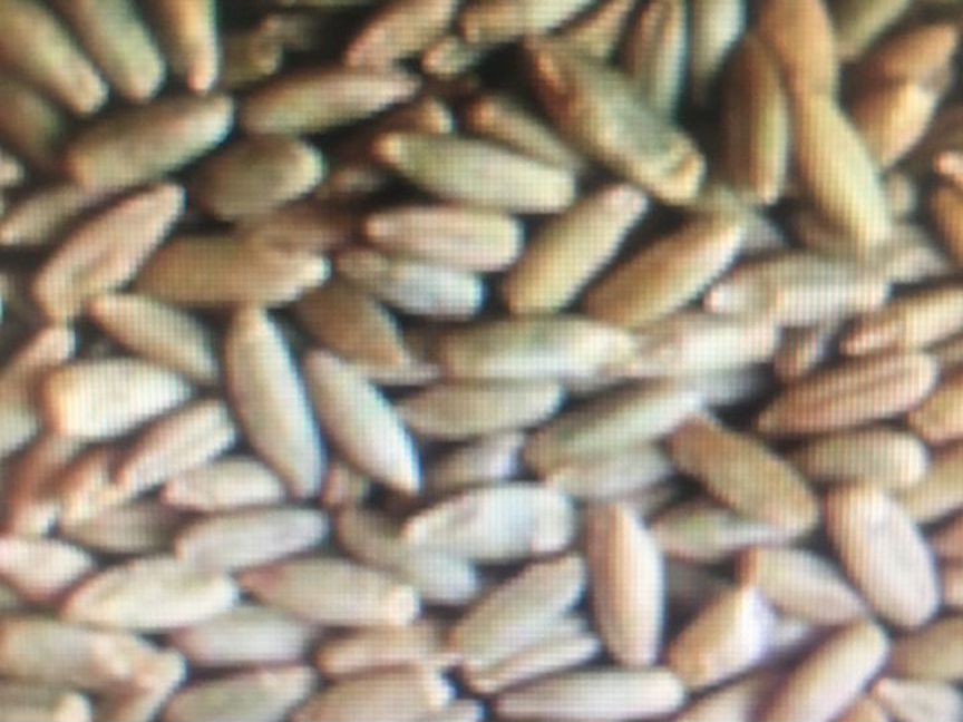 Продам семена ржи