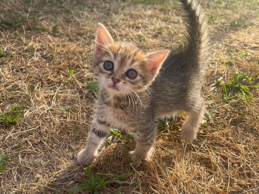 Кошечка девочка 1,5 месяца