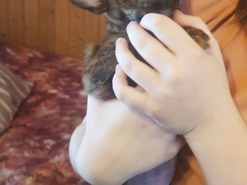 Продаются щенки чихуахуа