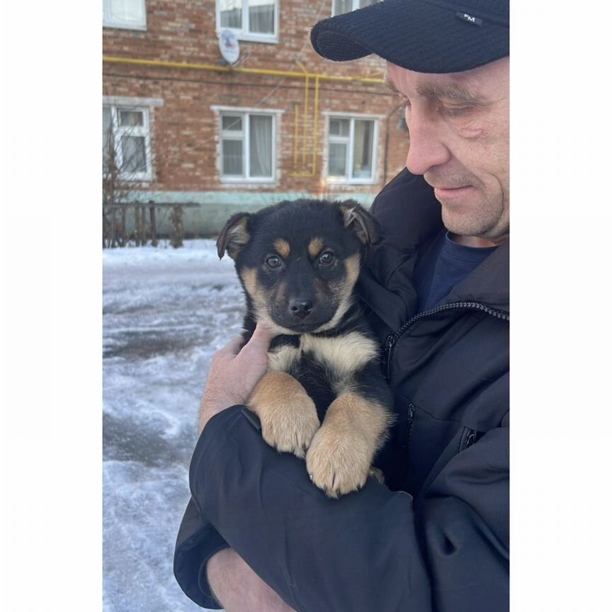 Собака в добрые руки щенок