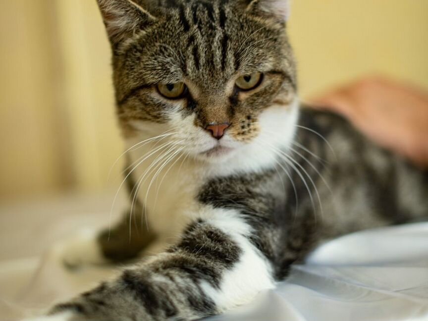 Мраморный кот
