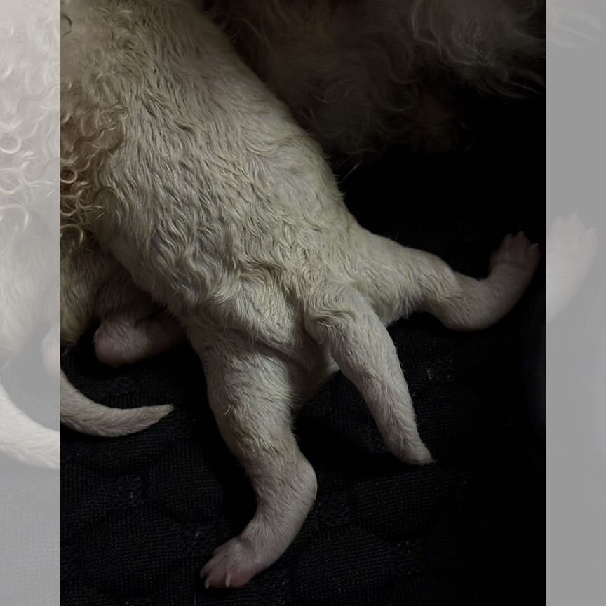 Мальтипу, щенок