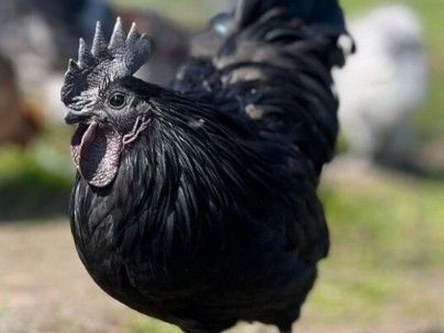 Петух Ухейлюль