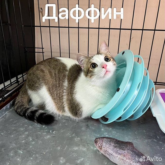 Кот Даффин и кот Мяффин ищут семью