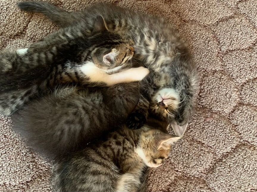 Котята в добрые руки