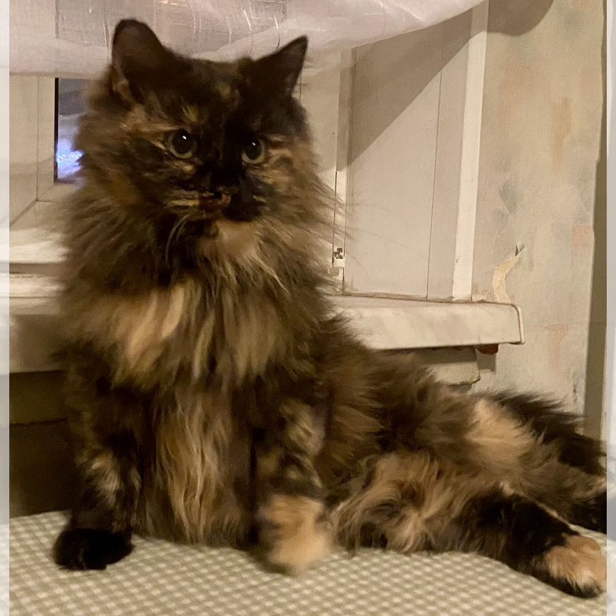 Норвежская лесная, взрослая кошка