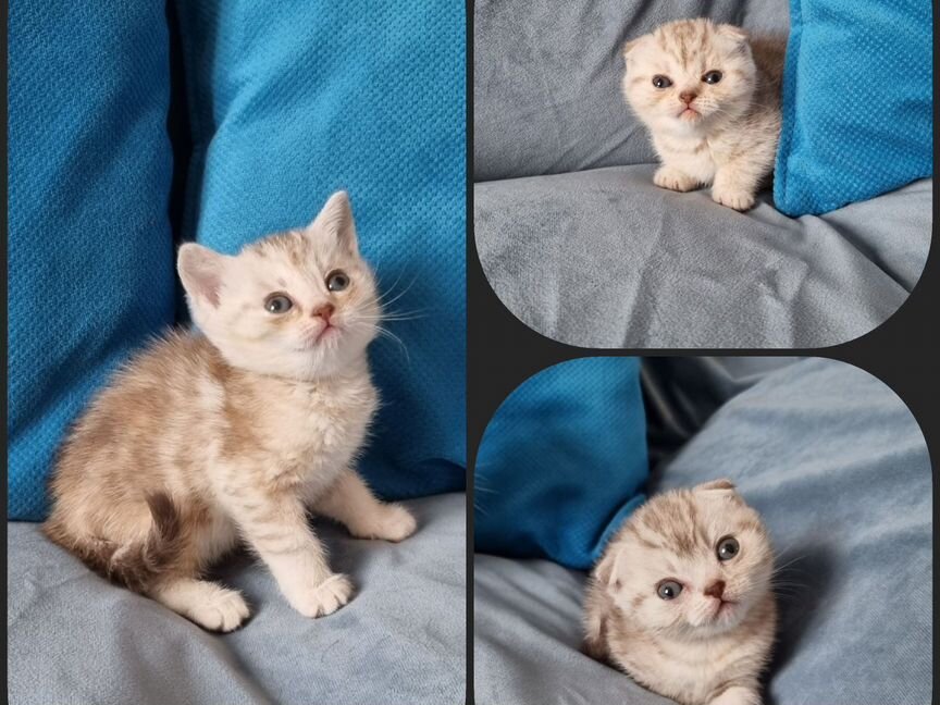 Шотландские котята